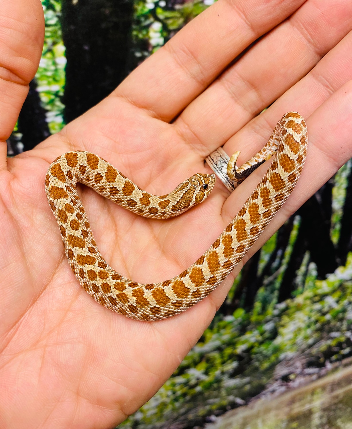 Normal Western Hognose by Paul's Cool Scales - MorphMarket