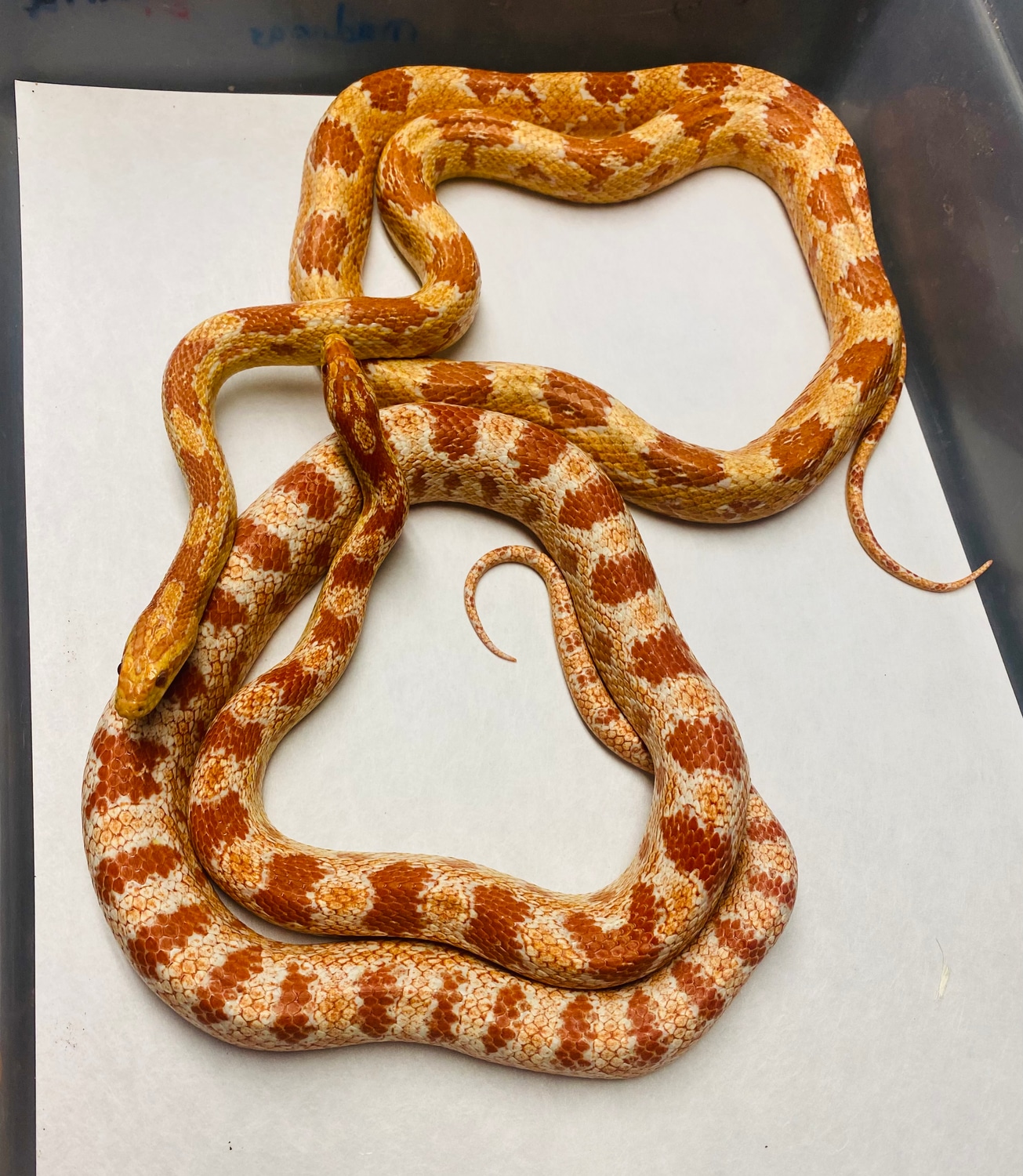 Pair Albino Corn Snake by Paul's Cool Scales - MorphMarket