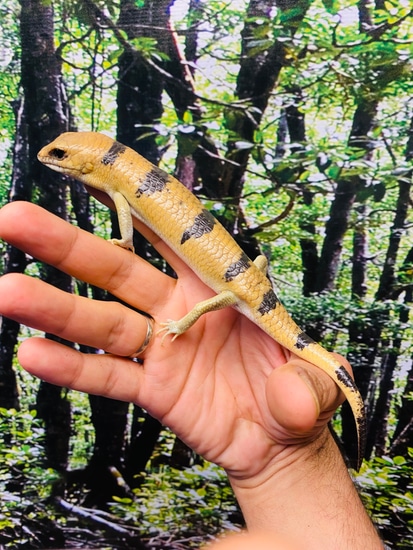 Peter’s Banded Skinks More Skink by Paul's Cool Scales