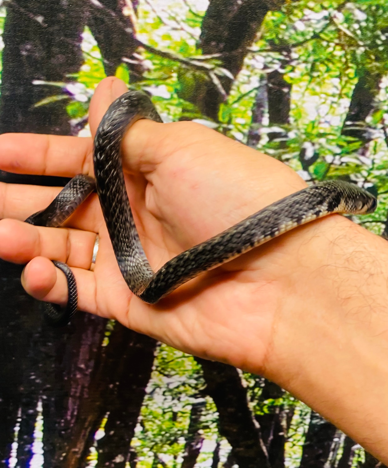 Mexican Indigo ( Melanurus Rubidus) Indigo Snake by Paul's Cool Scales ...