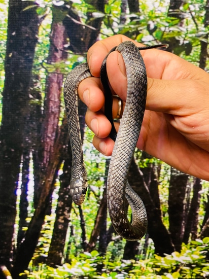 Mexican Indigo (Drymarchon Melanurus Rubidus) Cribo & Indigo Snakes by ...