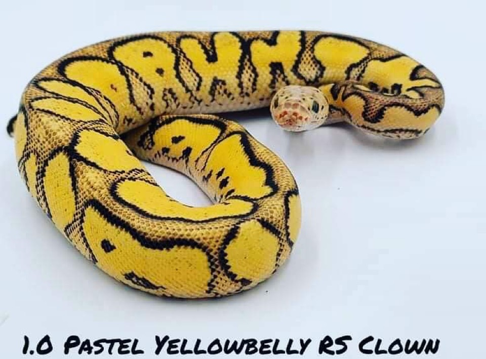 Pastel Clown Red Stripe Yellow Belly Ball Python by Paul's Cool Scales ...