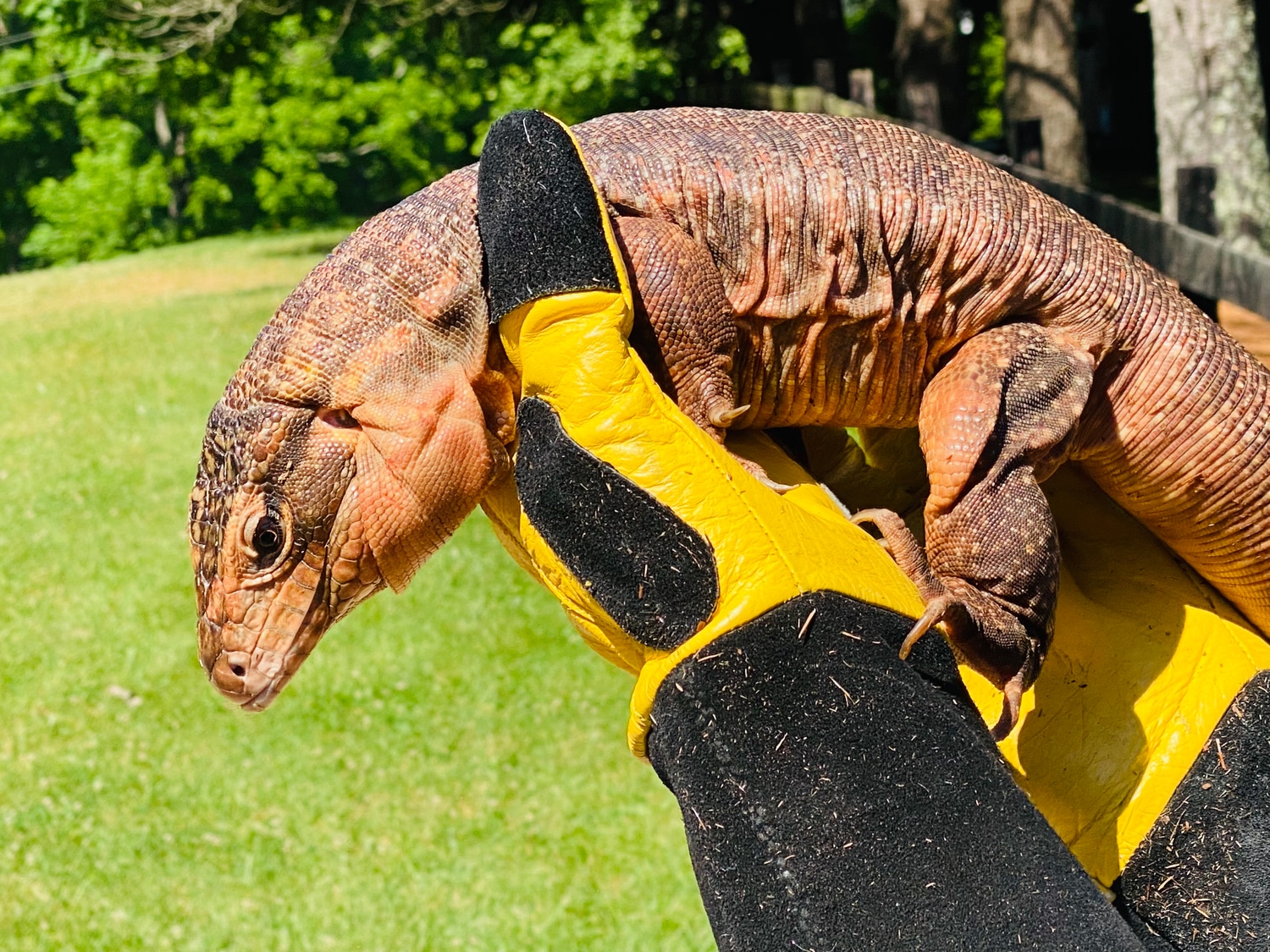 Red Tegu Salvator Tegu by Paul's Cool Scales - MorphMarket