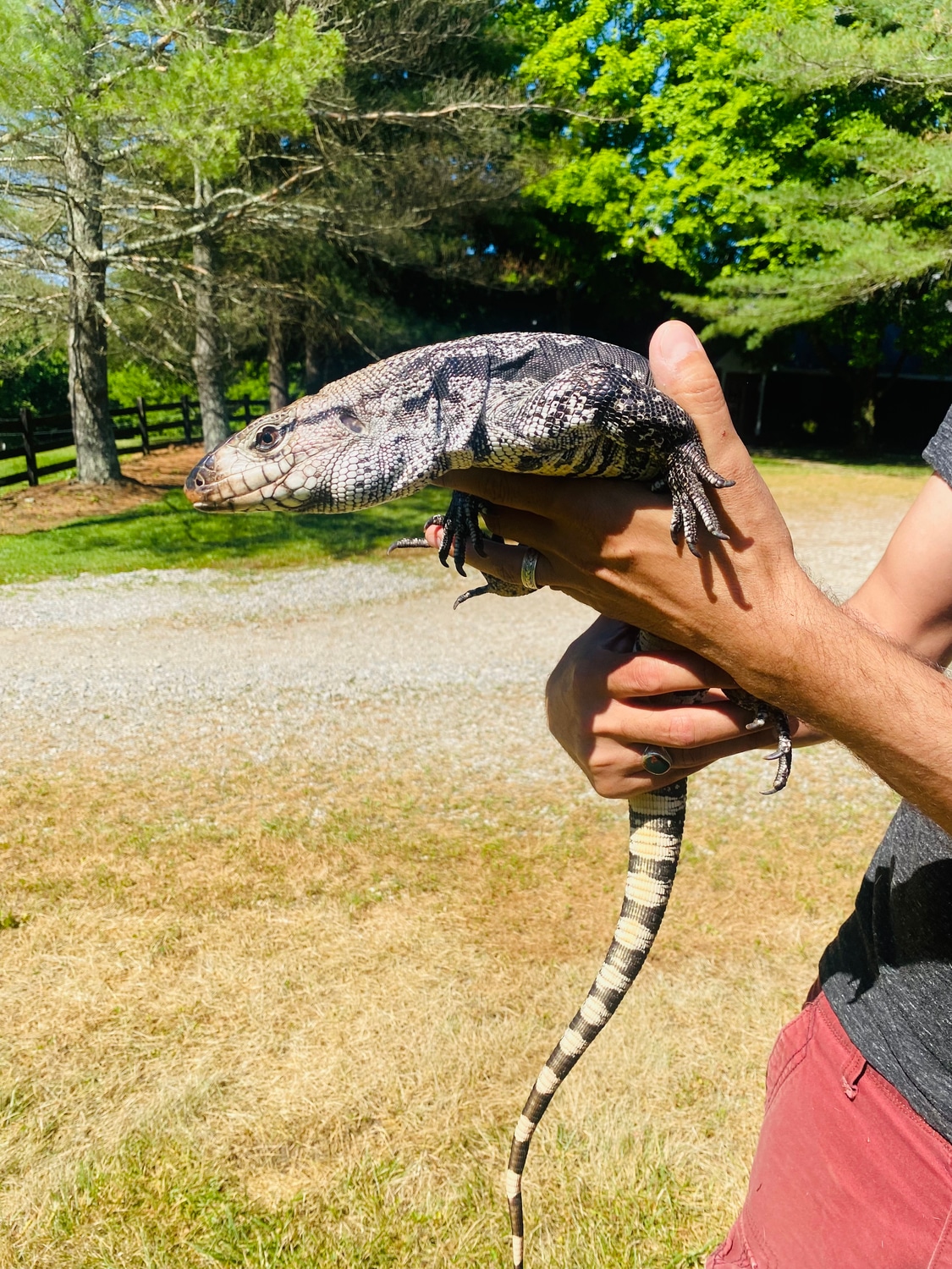 Blue Tegu Salvator Tegu by Paul's Cool Scales - MorphMarket