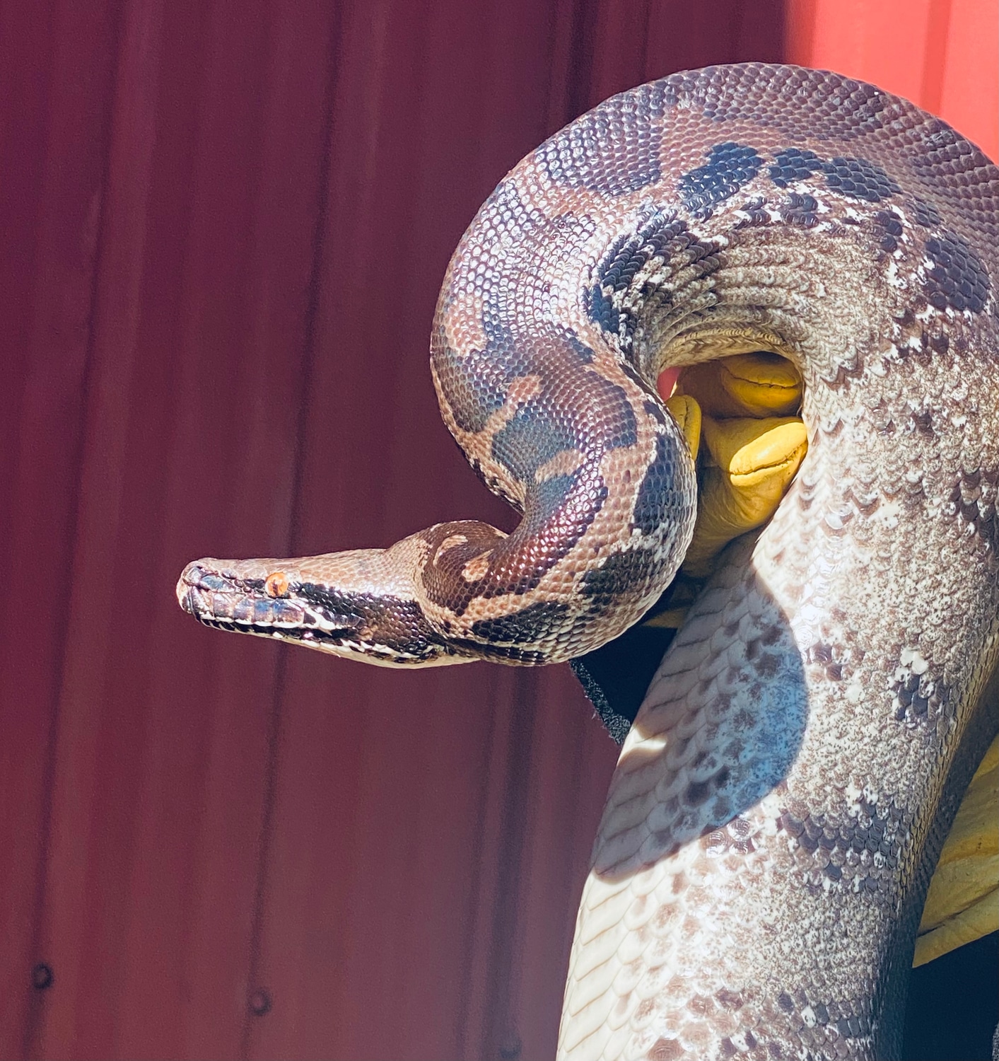 Sumatran Short-tailed Python by Paul's Cool Scales - MorphMarket