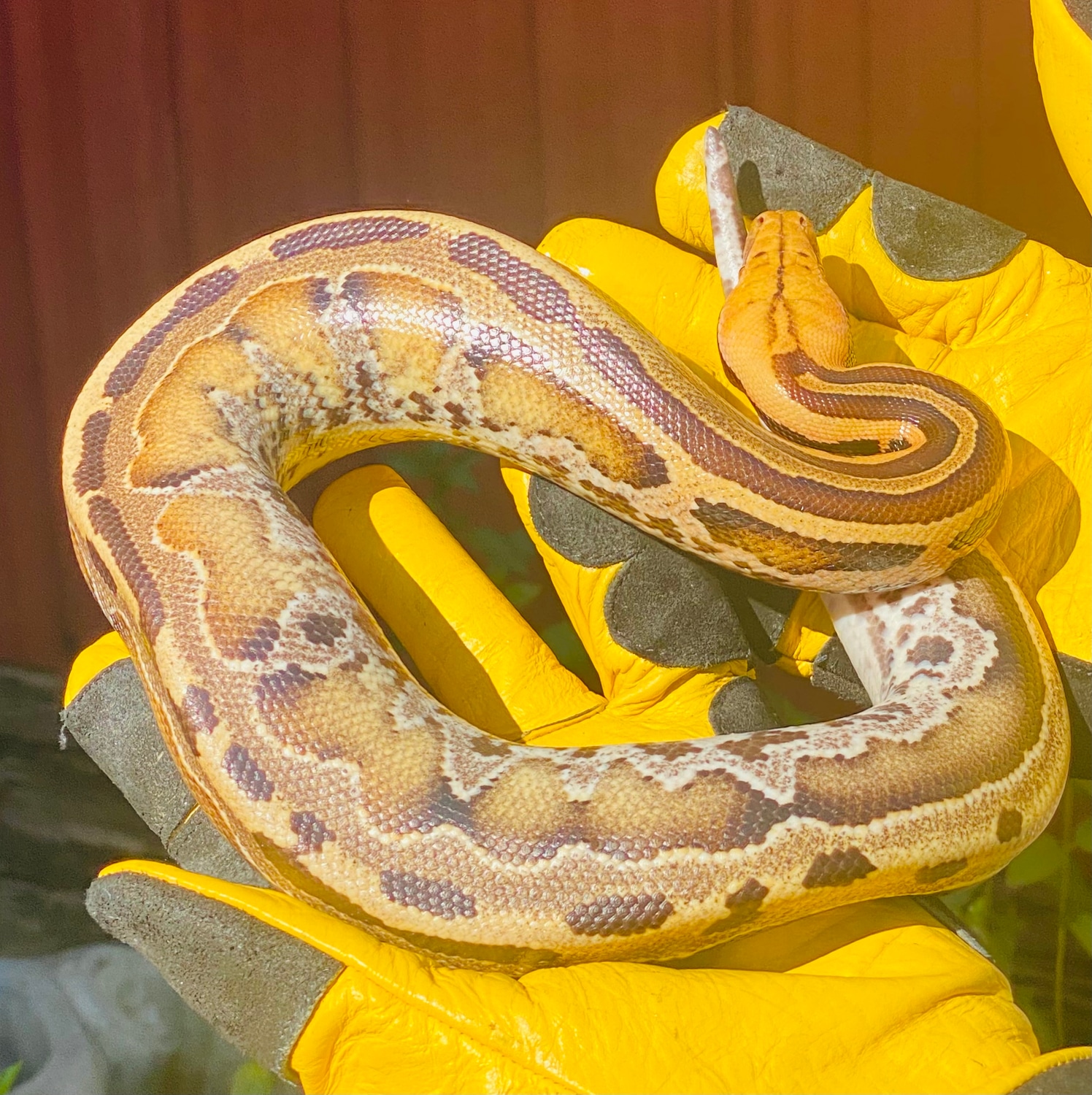 Genetic Stripe Het Ocelot Borneo Short-tailed Python by Paul's Cool ...