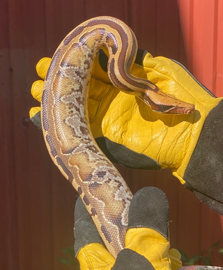 Genetic Stripe Het Ocelot Borneo Borneo Short-Tailed Python by Paul's ...