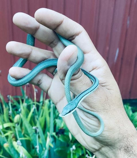 Blue Baron’s Racer More Colubrid by Paul's Cool Scales