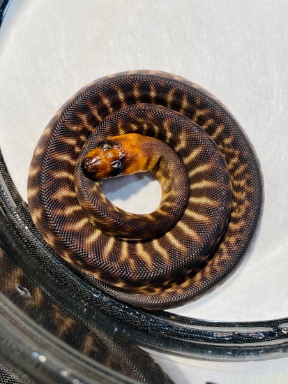Woma Miller X Turner Woma Python by Paul's Cool Scales