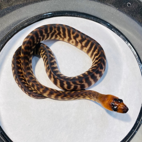 Woma Miller X Turner Woma Python by Paul's Cool Scales