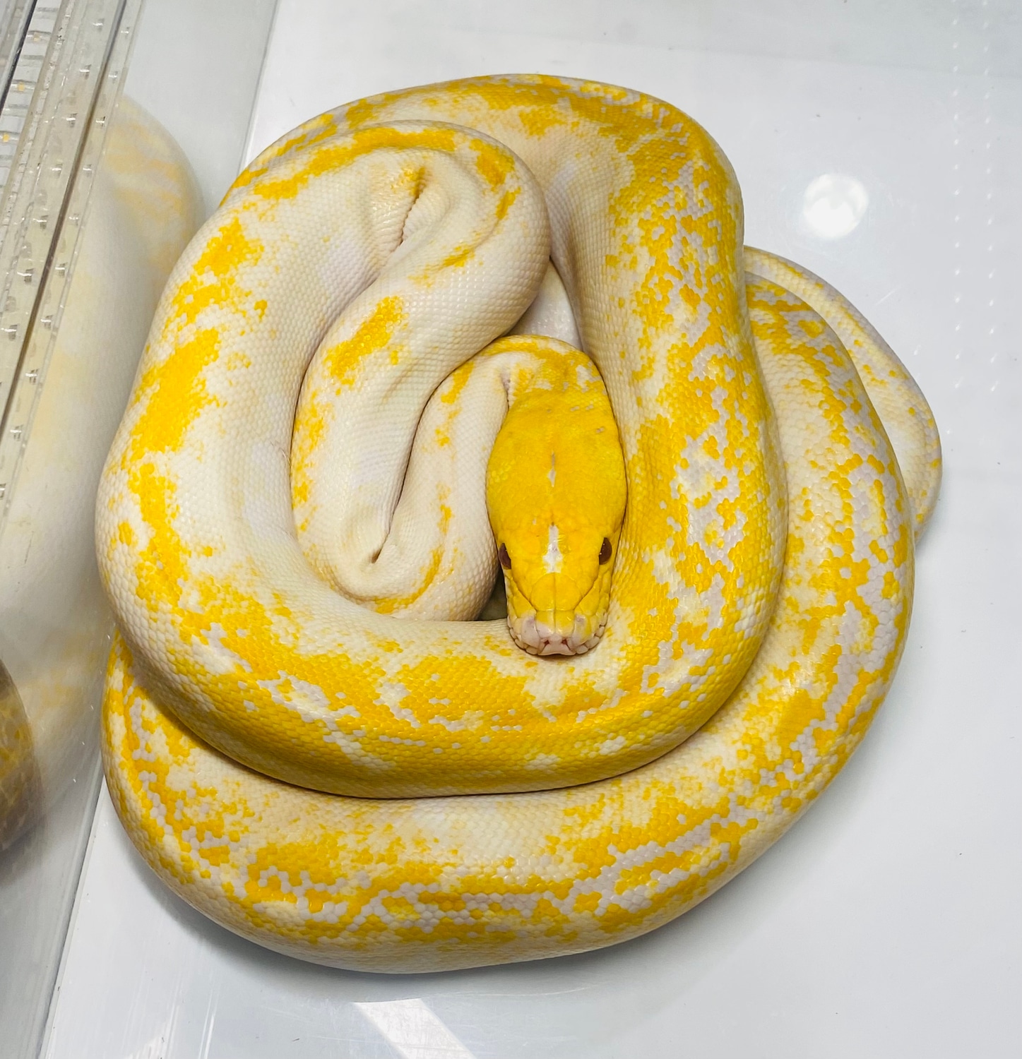 Lavender Albino Motley Pied Reticulated Python by Paul's Cool Scales ...