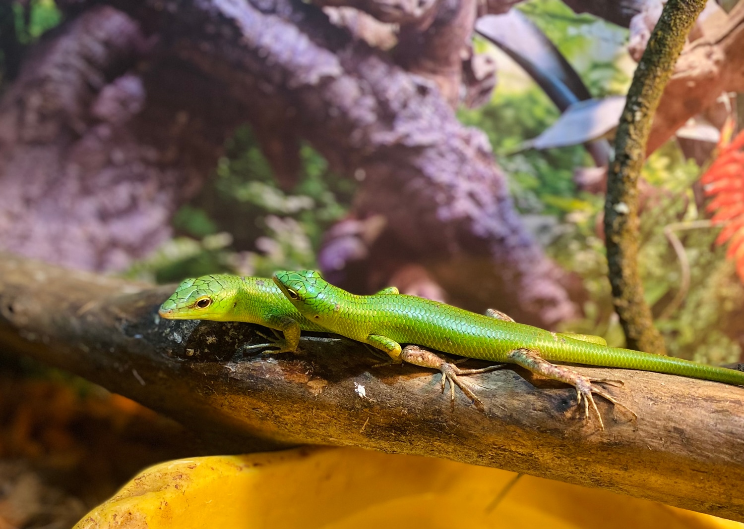 Emerald Tree Skink Other Skink by Paul's Cool Scales - MorphMarket