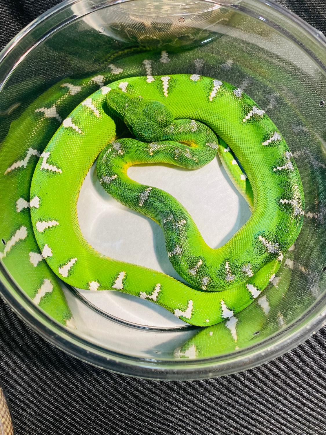 Emerald Tree Boas Northern Emerald Tree Boa by Paul's Cool Scales ...