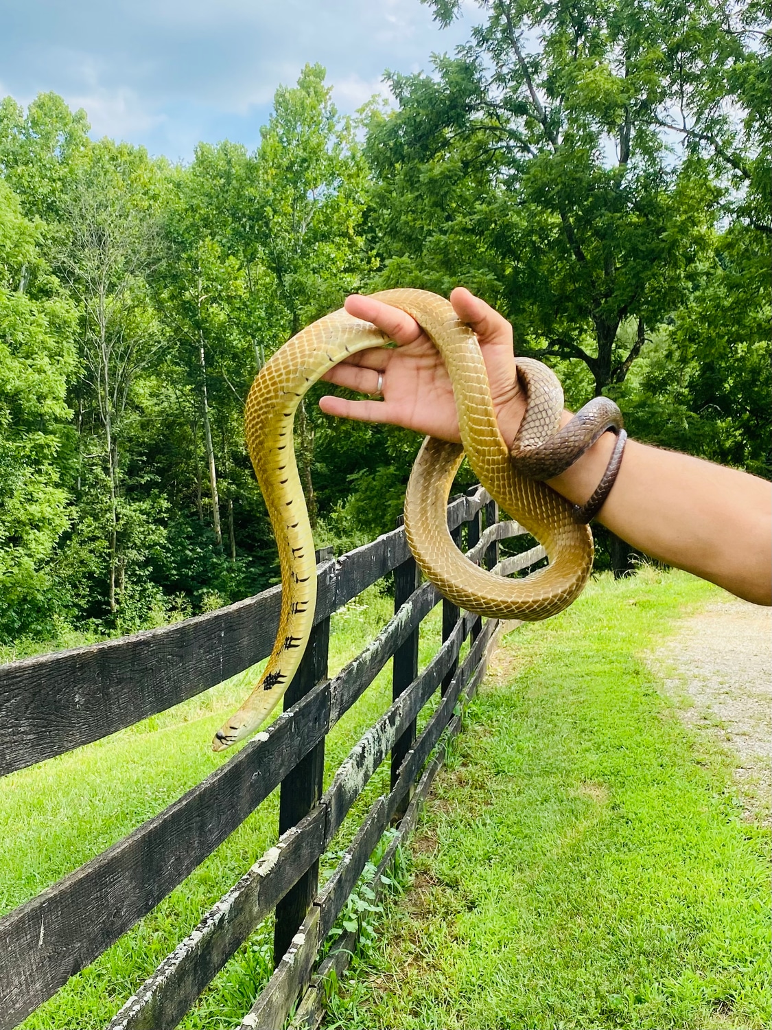 Black Tail Cribo Indigo Snake by Paul's Cool Scales - MorphMarket