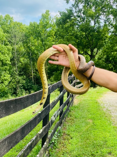 Black Tail Cribo Cribo & Indigo Snakes by Paul's Cool Scales