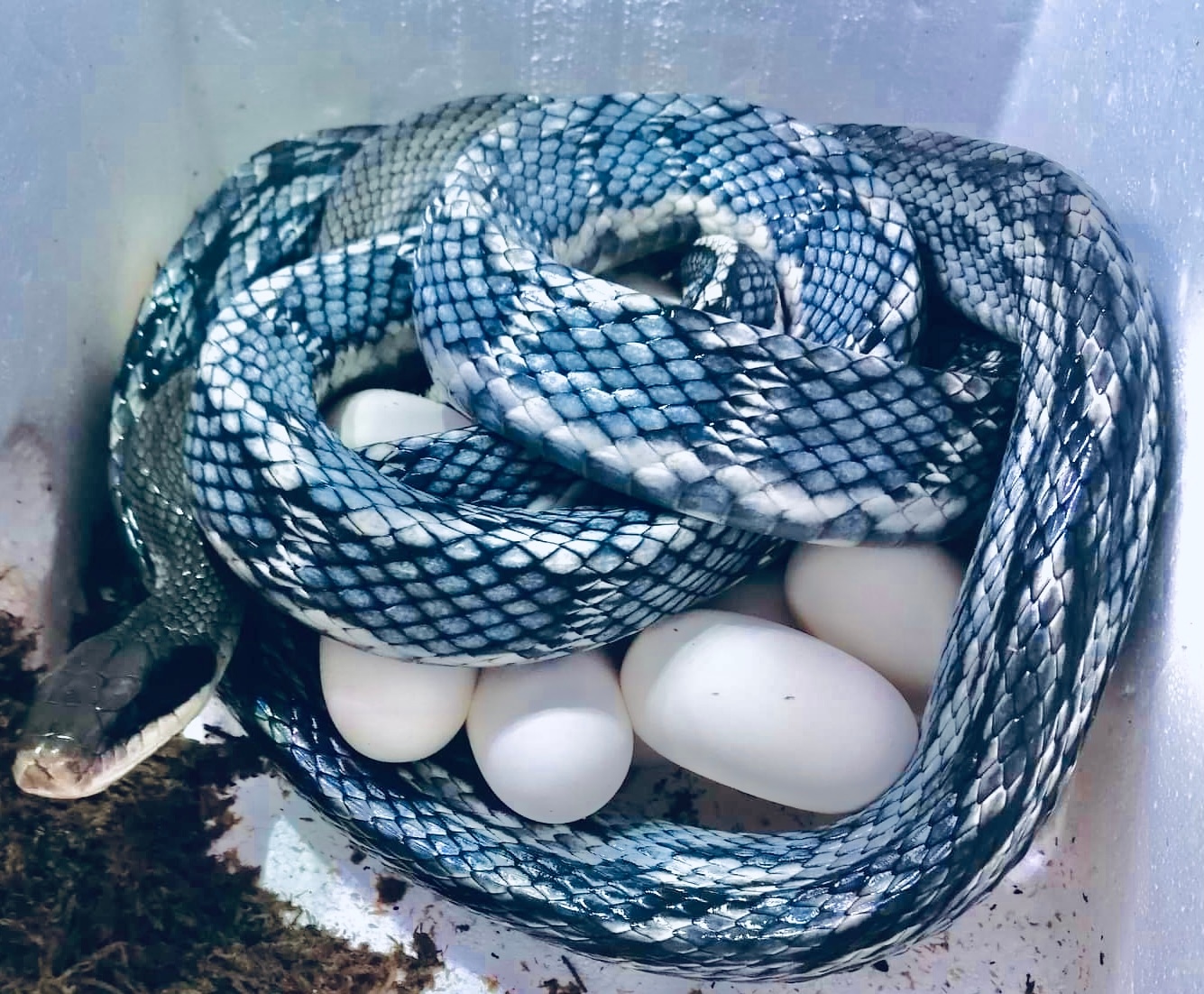 Blue (High Blue!) Beauty Rat Snake by Paul's Cool Scales - MorphMarket