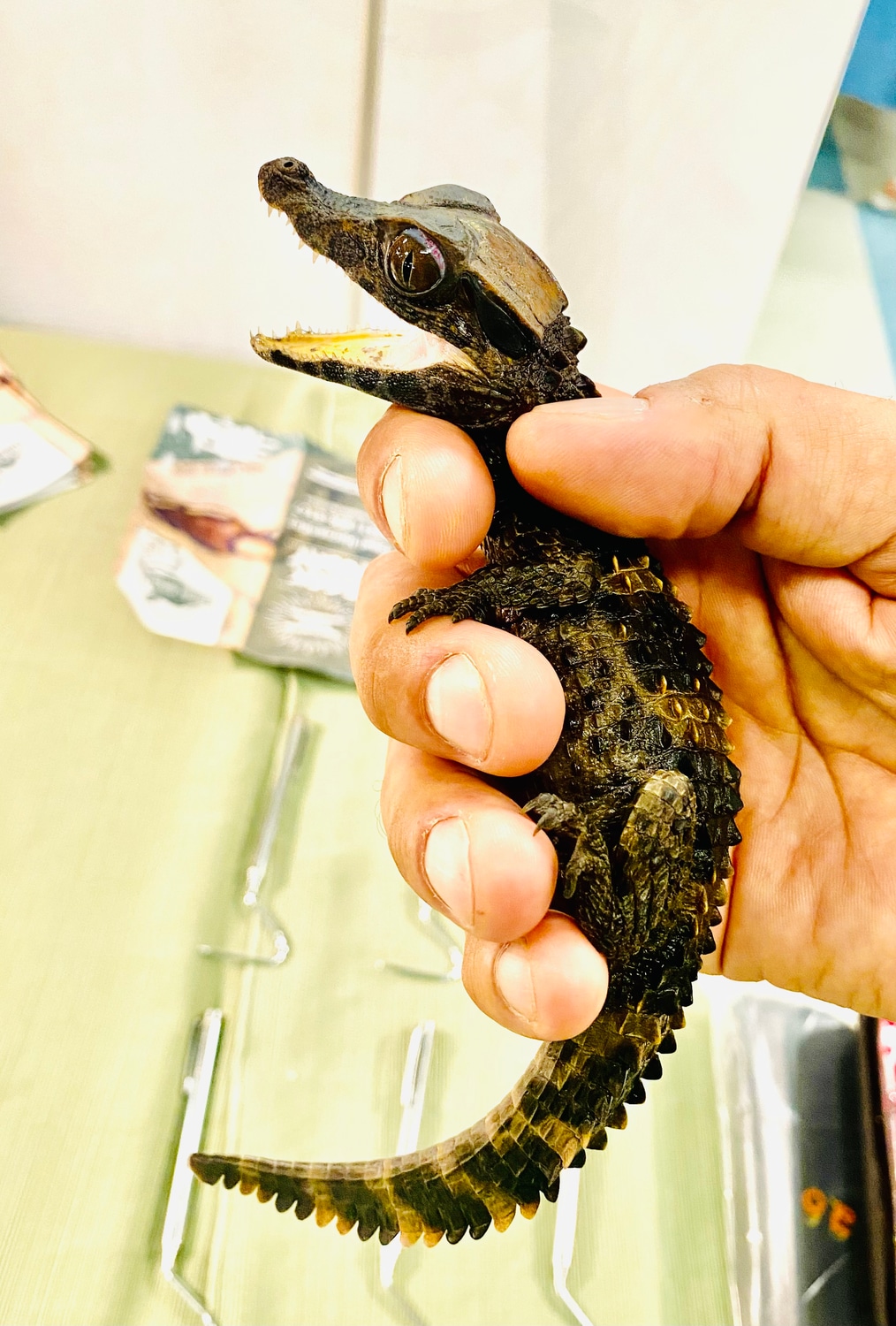 Smooth-Front Caiman Smooth-fronted Caiman by Paul's Cool Scales ...