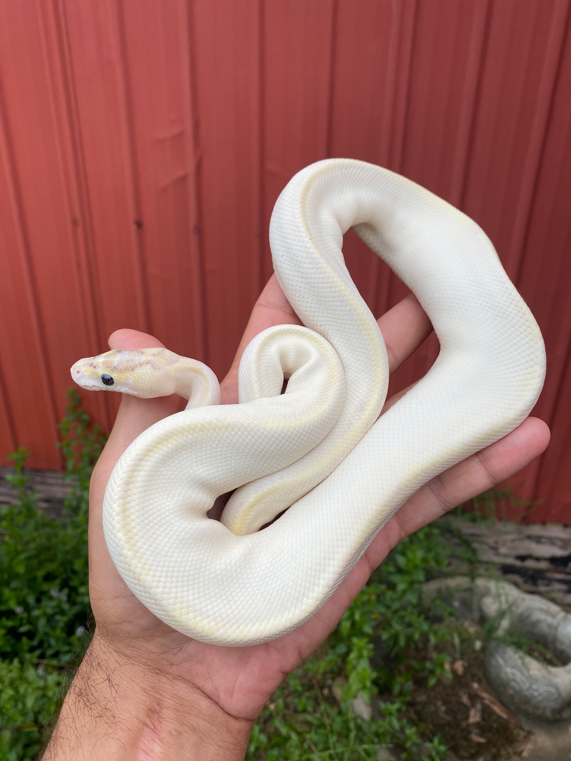 Enchi Ivory Ball Python by Paul's Cool Scales - MorphMarket