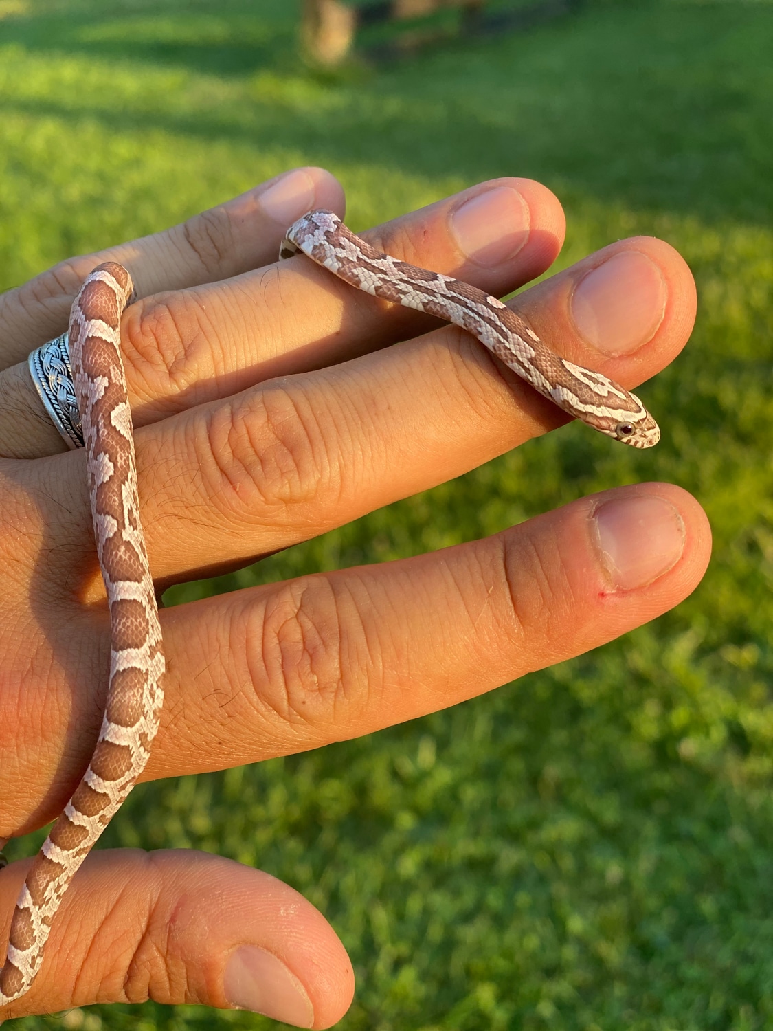 Ultramel Anery Red Factor Corn Snake by Paul's Cool Scales - MorphMarket