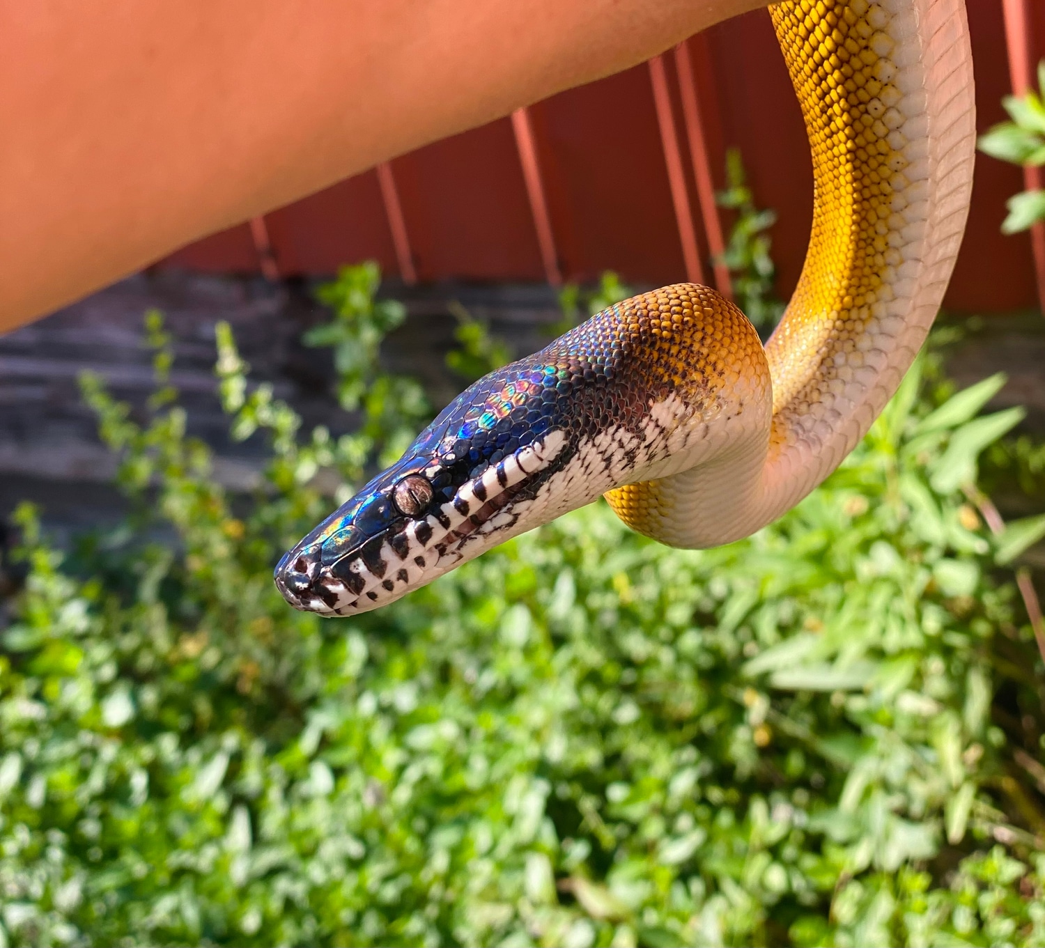 White Lip Python White-lipped Python by Paul's Cool Scales - MorphMarket