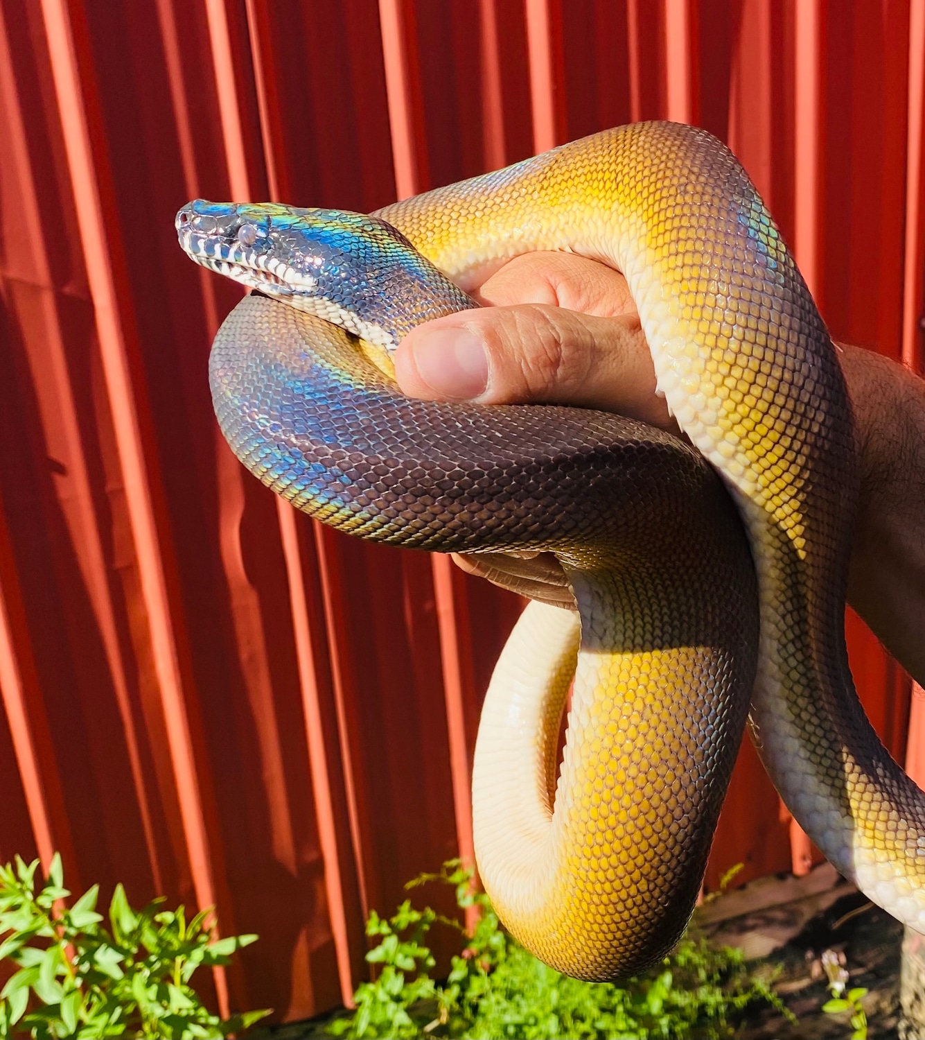 White Lip Python White-Lipped Python by Paul's Cool Scales - MorphMarket