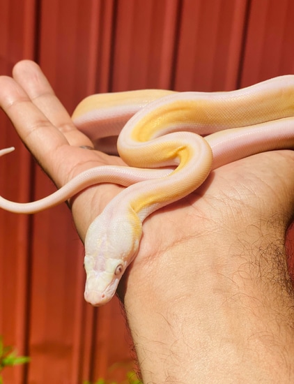 Super Dwarf Purple Super Tiger 100 Het Anery Reticulated Python By Pauls Cool Scales 