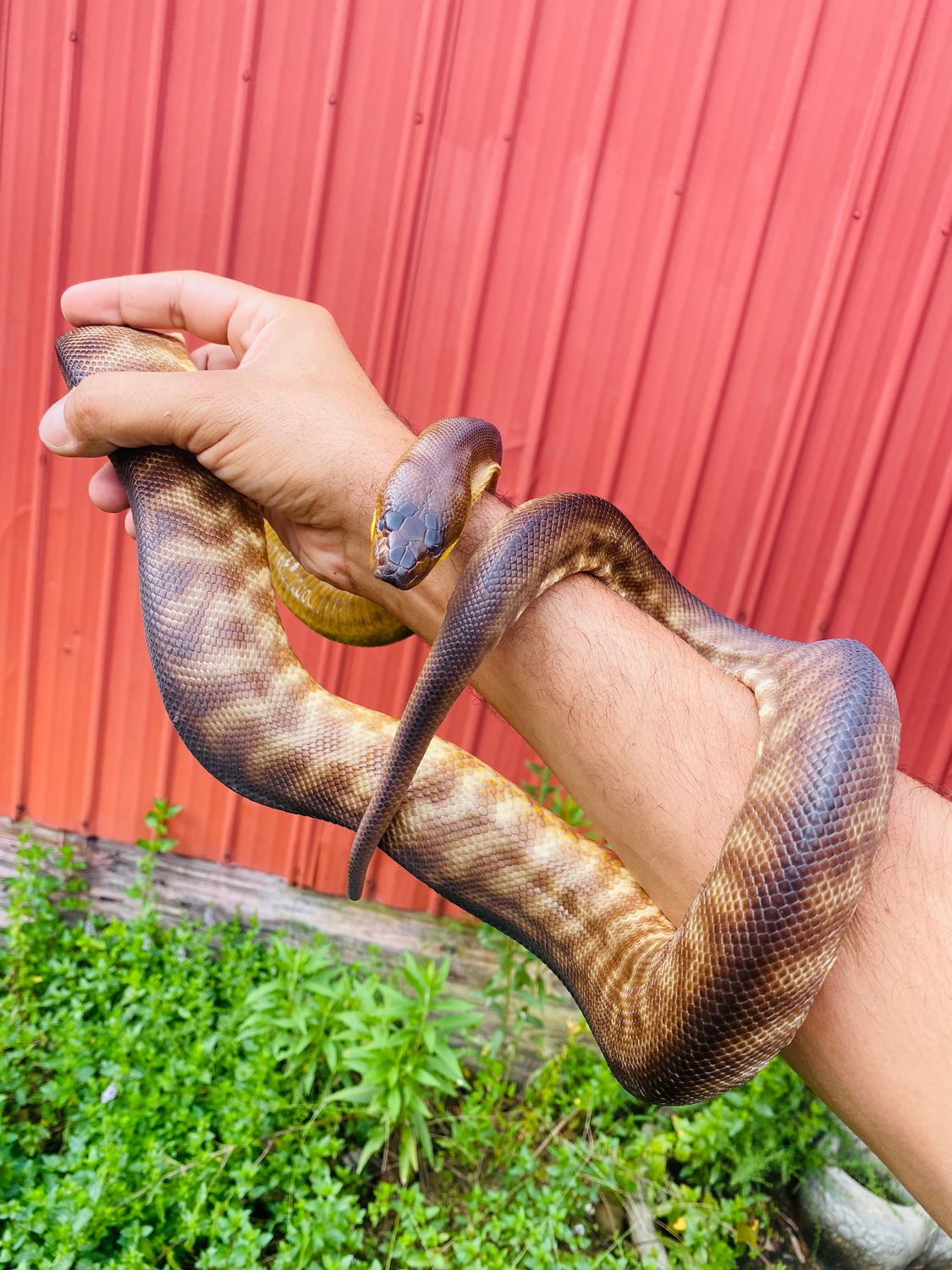 Woma Woma Python by Paul's Cool Scales - MorphMarket