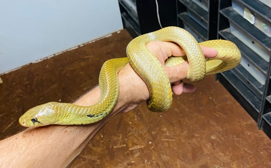 Unicolor Cribo Cribo & Indigo Snakes by Paul's Cool Scales