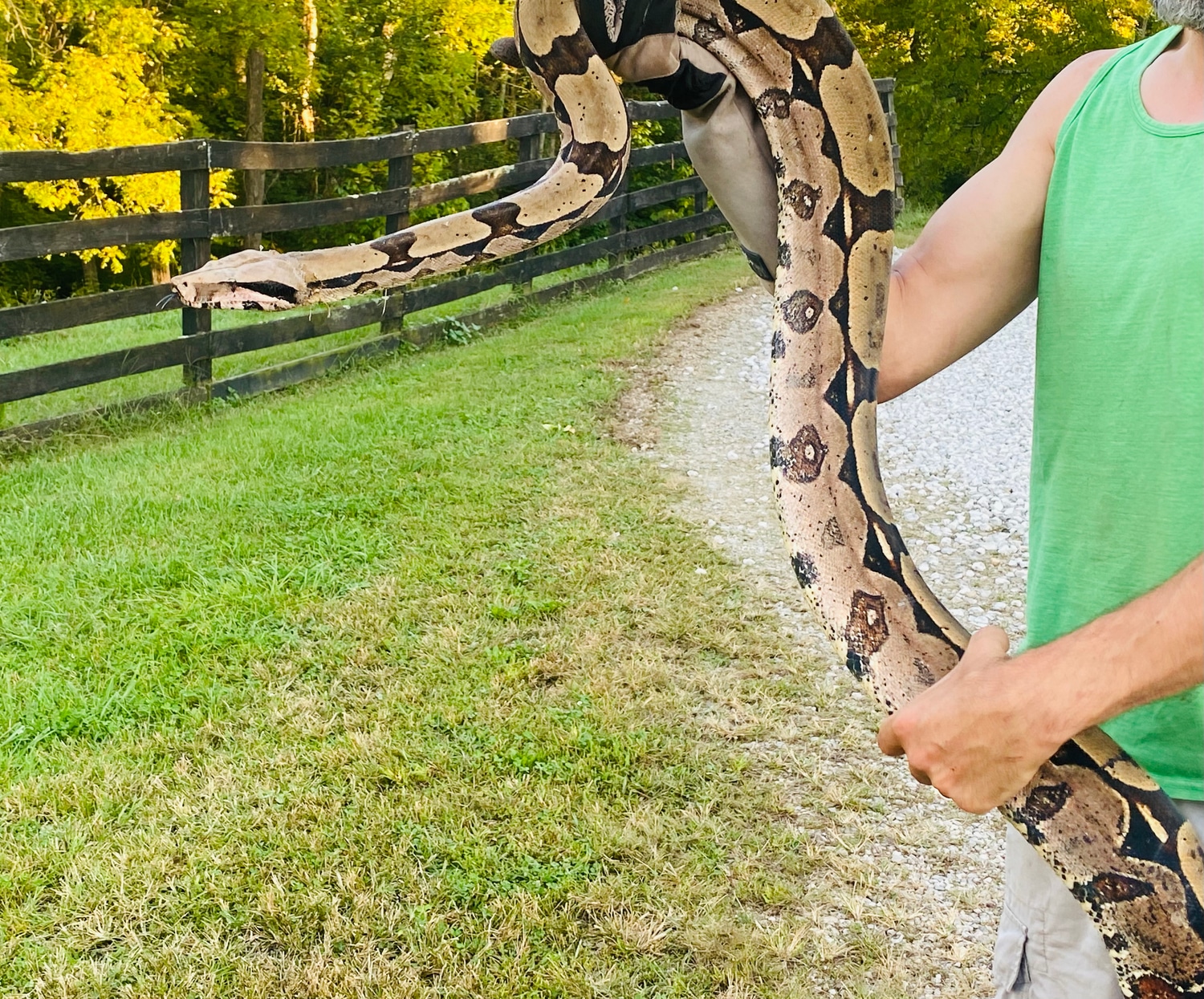 Suriname True Red-tailed Boa Constrictor by Paul's Cool Scales ...