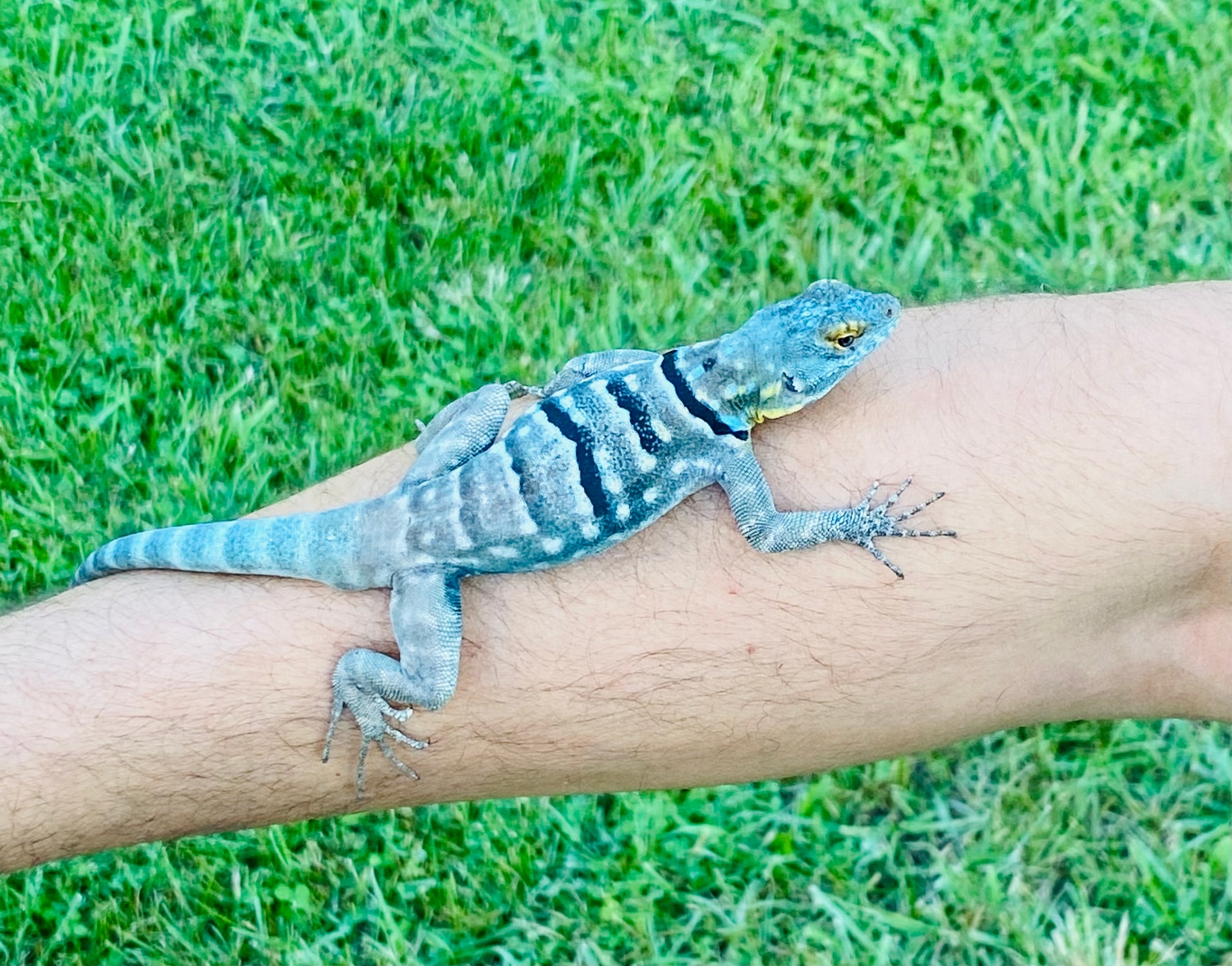 PAIR CB Subadult Baja Blue Rock Lizards More Lizard by Paul's Cool ...