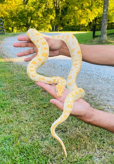 Albino Burmese Python by Paul's Cool Scales
