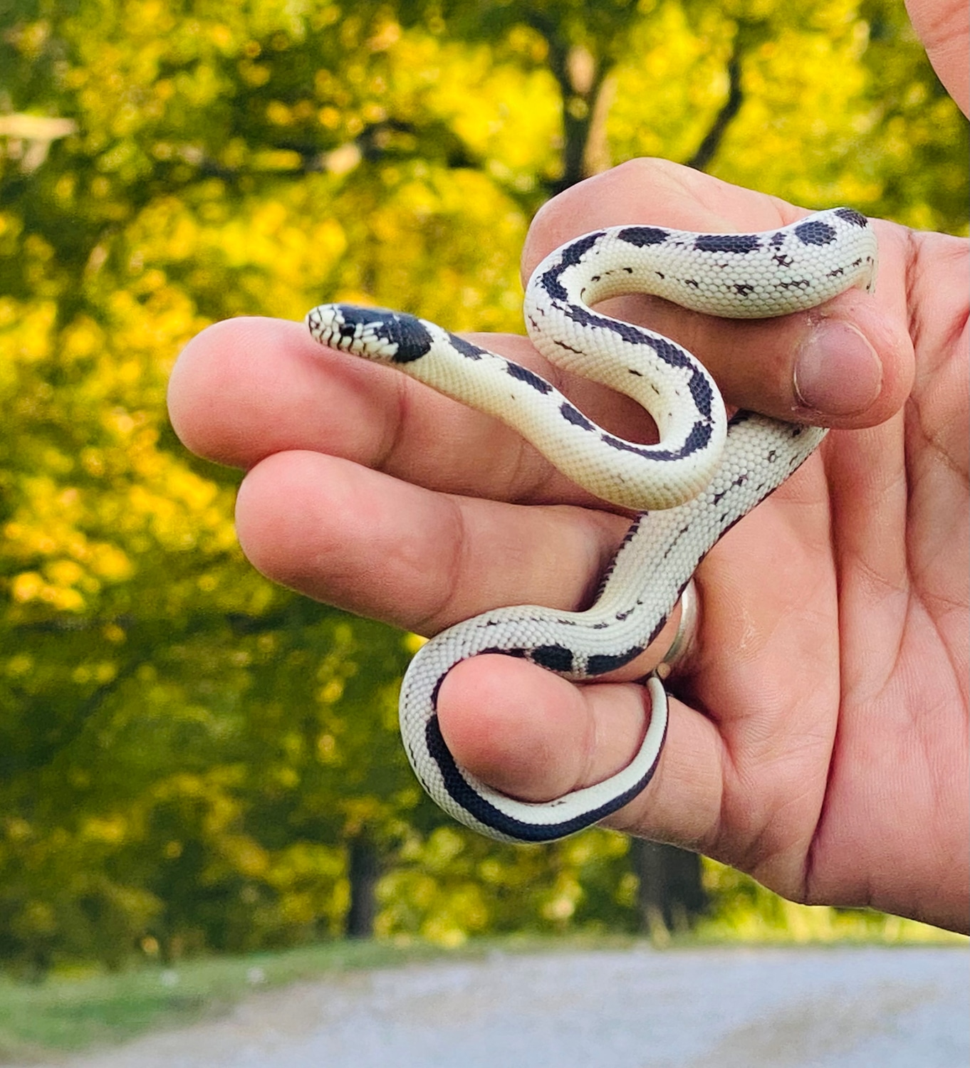Beautiful California Kingsnake by Paul's Cool Scales - MorphMarket