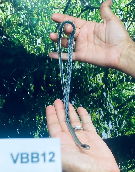 Vietnamese Blue Beauty Beauty Rat Snake by Paul's Cool Scales