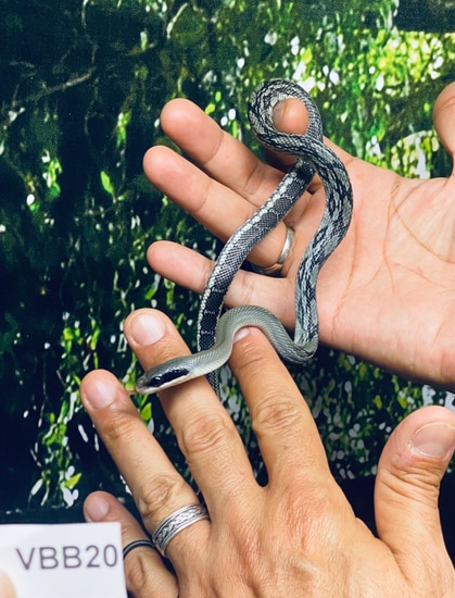 Vietnamese Blue Beauty Beauty Rat Snake by Paul's Cool Scales
