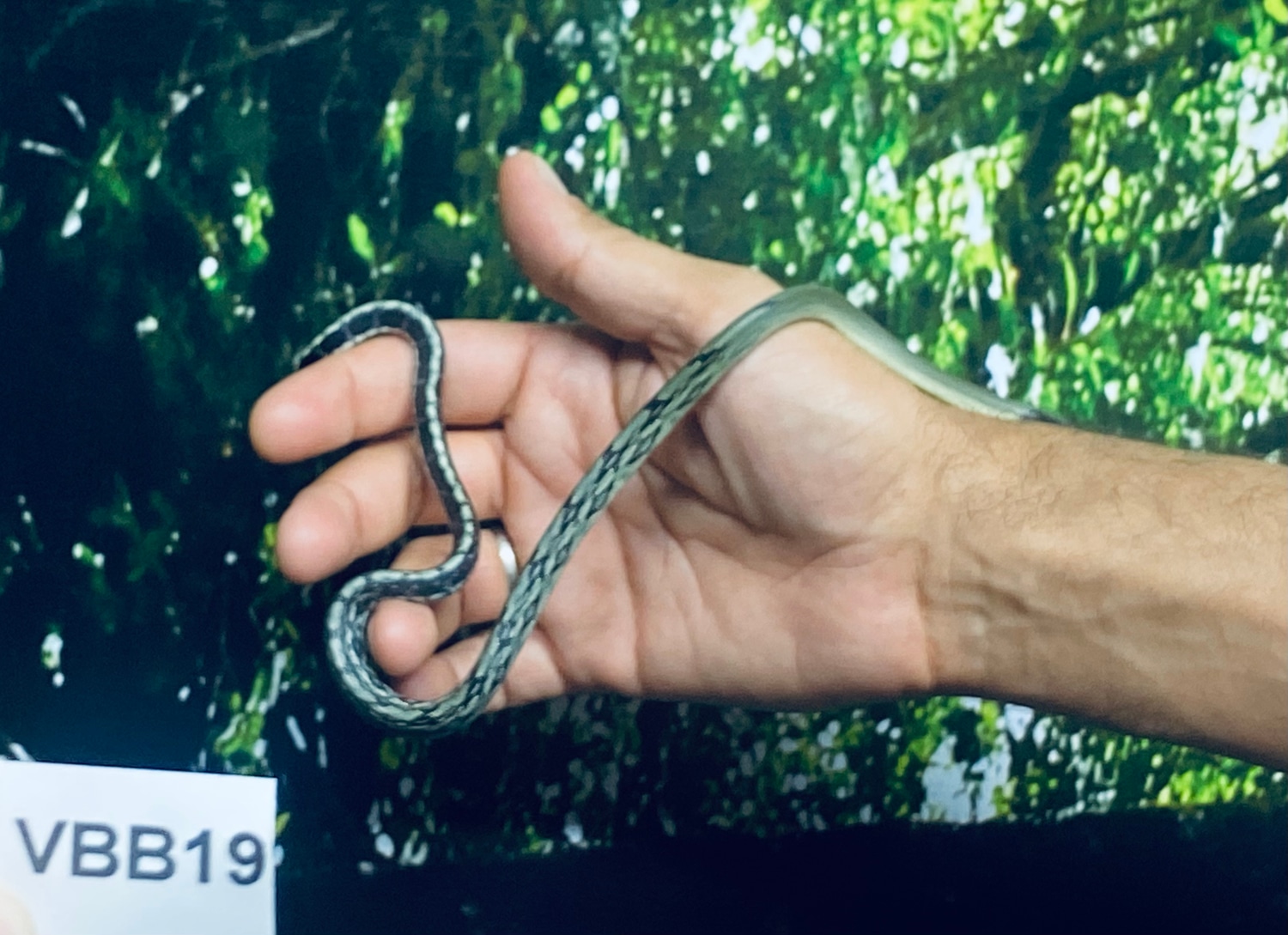 Vietnamese Blue Beauty Rat Snake by Paul's Cool Scales - MorphMarket