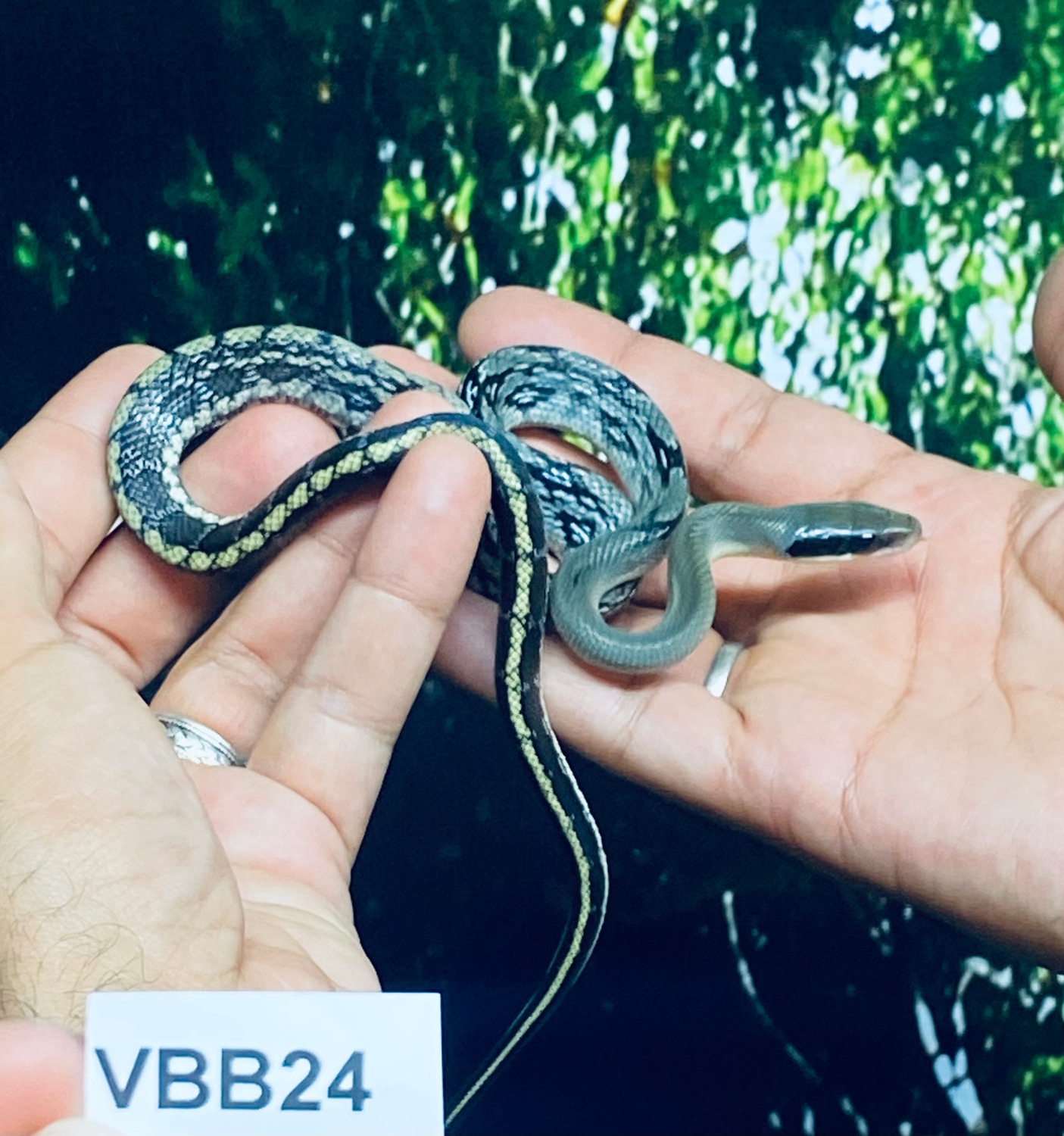 Vietnamese Blue Beauty Rat Snake by Paul's Cool Scales - MorphMarket