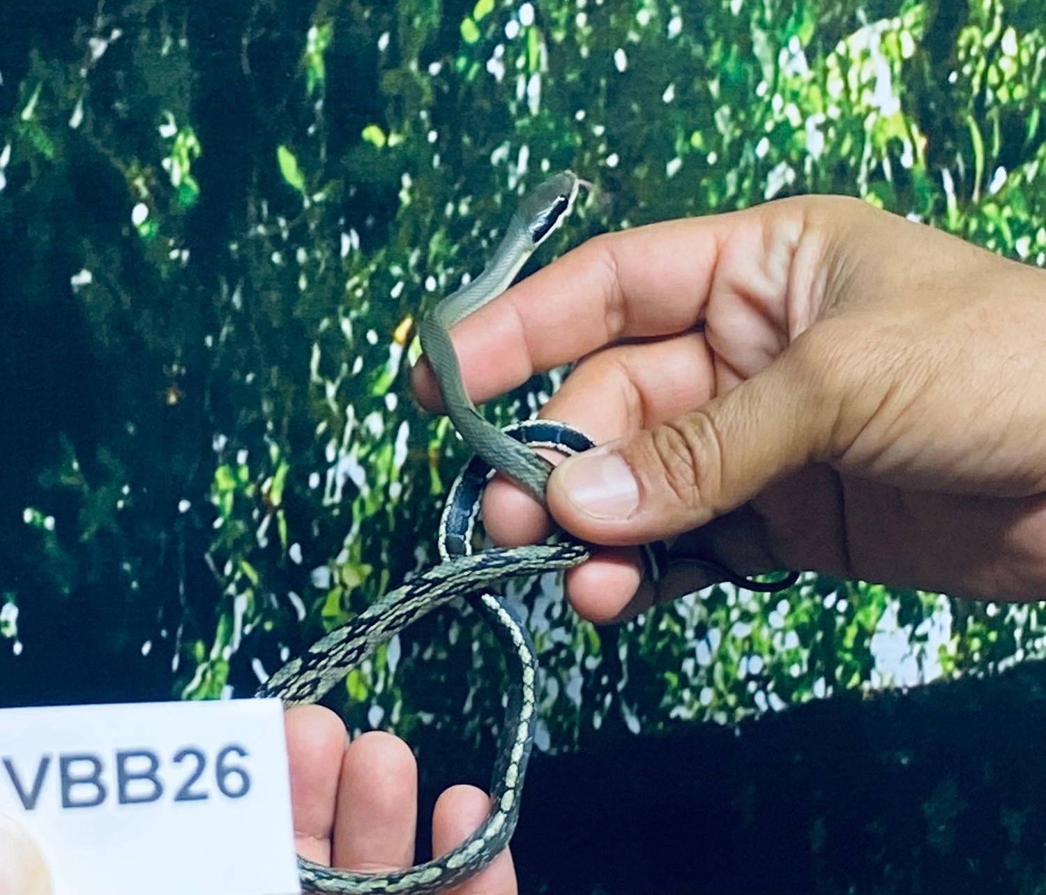 Vietnamese Blue Beauty Rat Snake by Paul's Cool Scales - MorphMarket