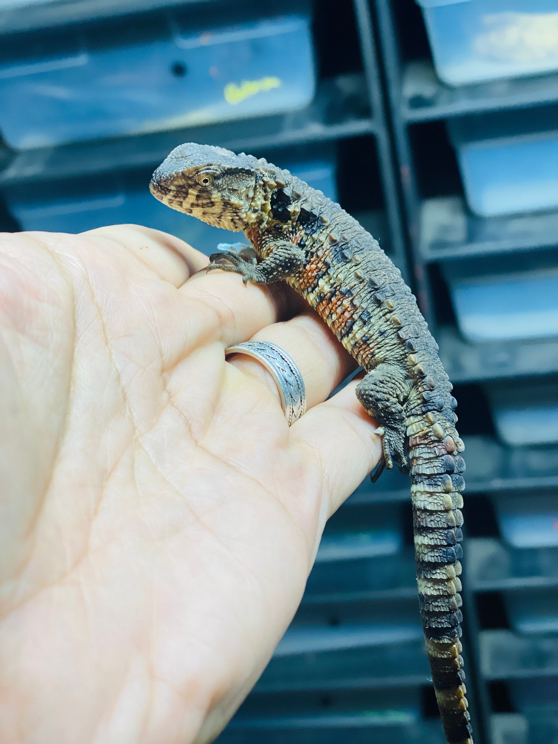 Chinese Crocodile Lizard (Shinisaurus Crocodilurus) More Lizard by Paul ...