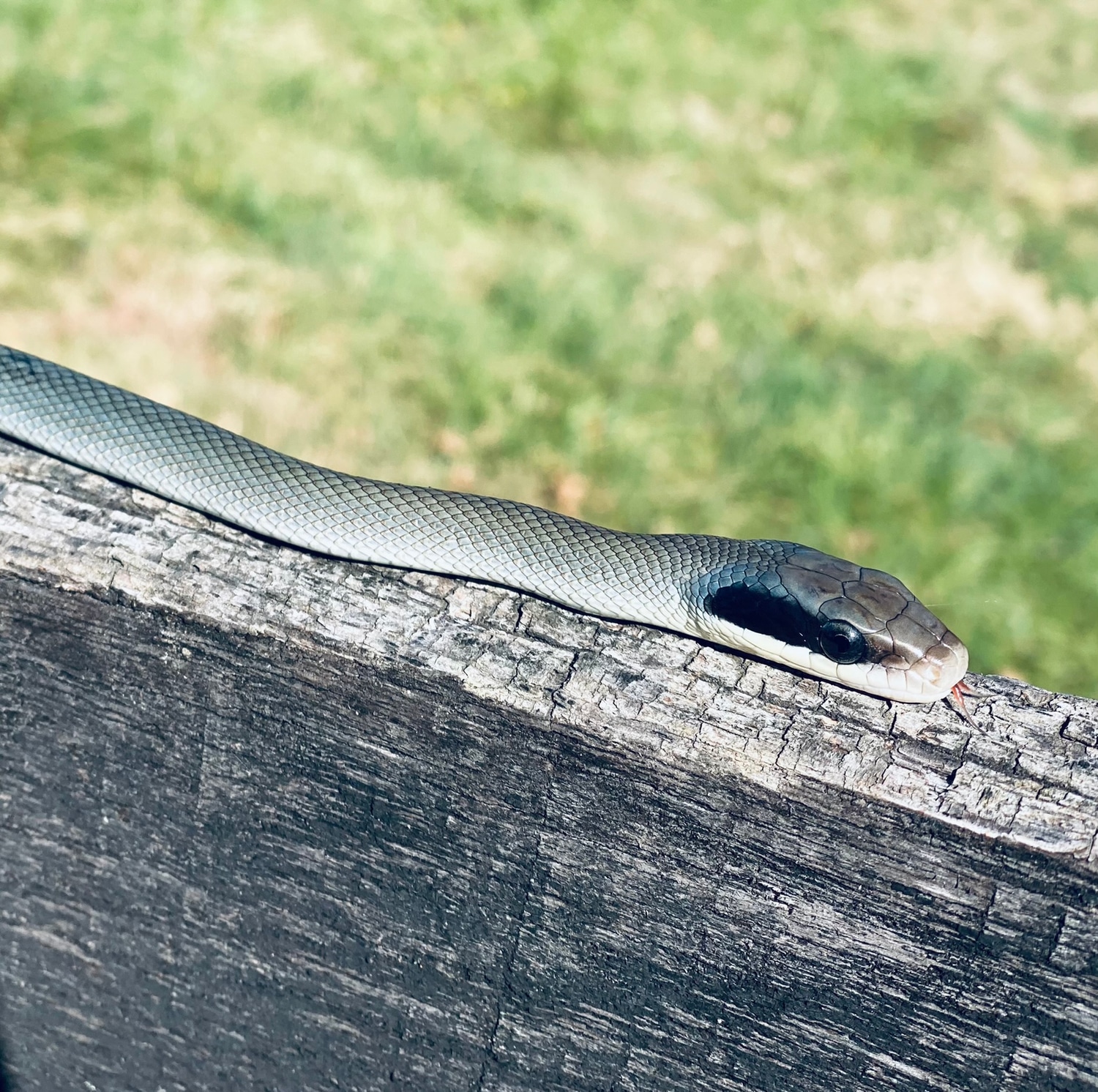 Vietnamese Blue Beauty Rat Snake by Paul's Cool Scales - MorphMarket