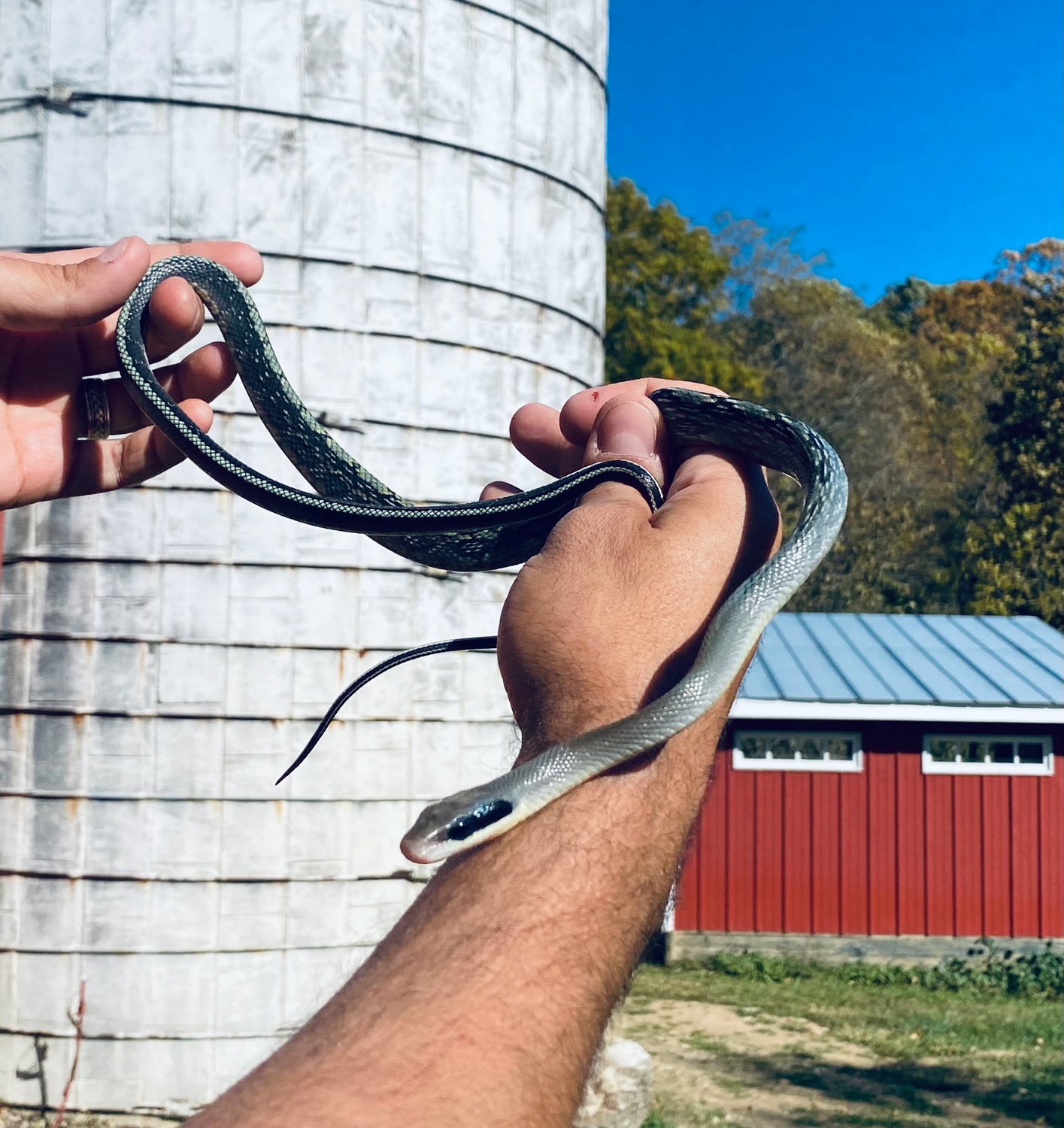 Vietnamese Blue Beauty Rat Snake by Paul's Cool Scales - MorphMarket