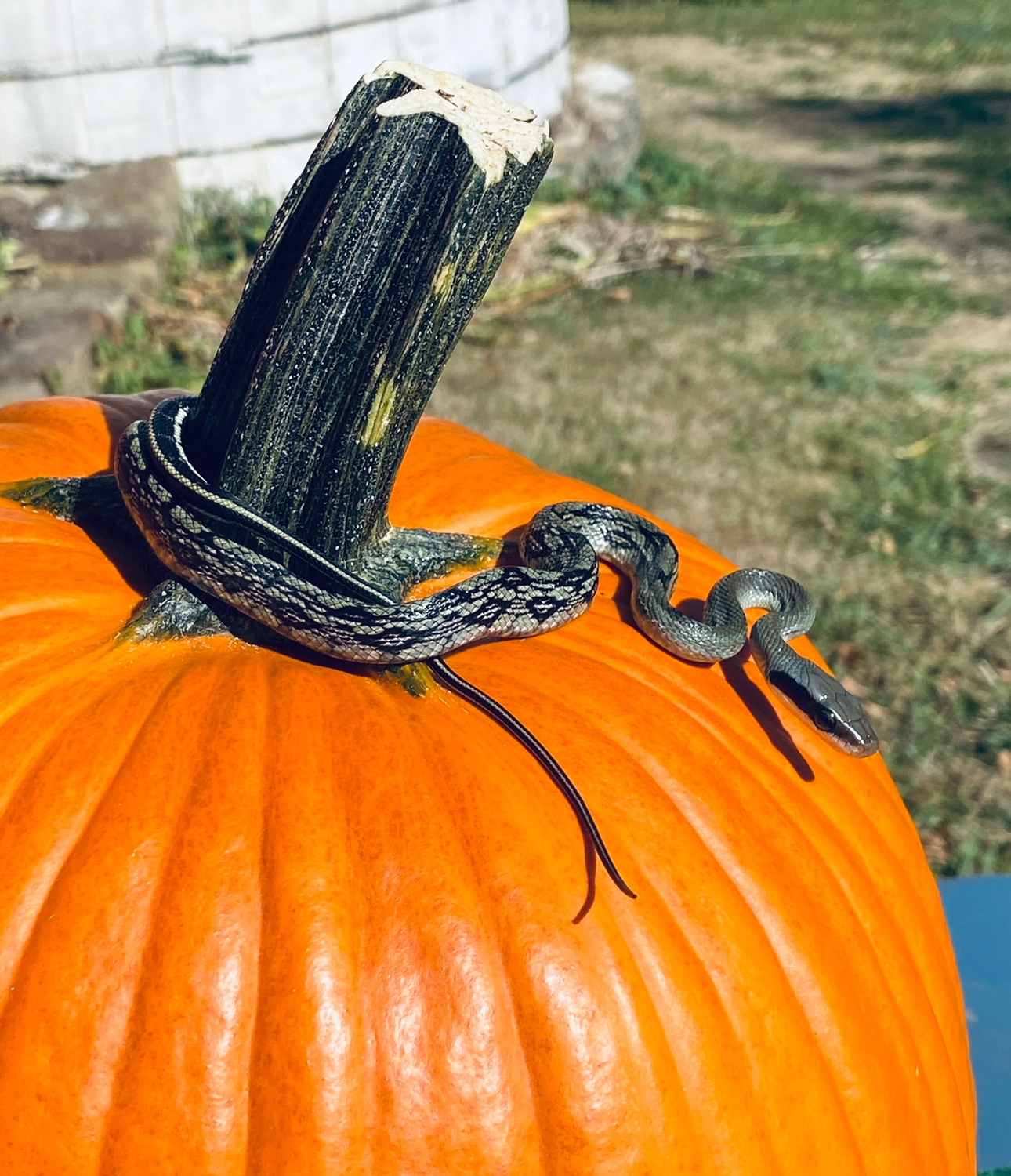 Vietnamese Blue Beauty Rat Snake by Paul's Cool Scales - MorphMarket