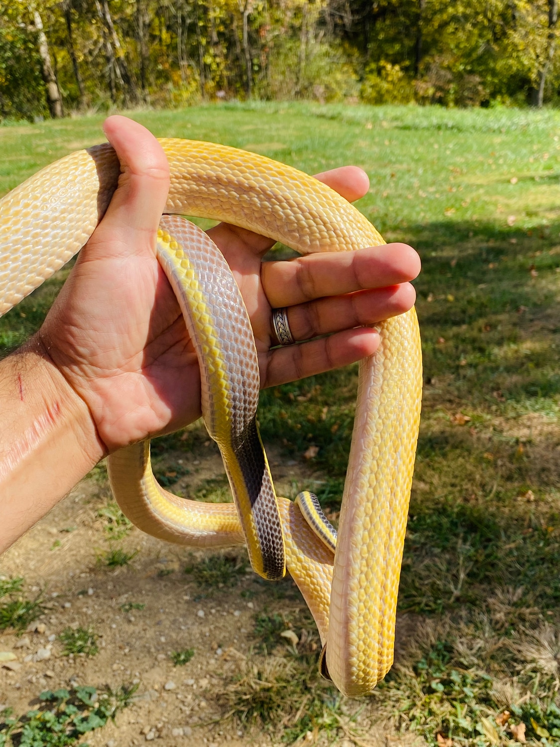 Cave Dwelling Rat Snake Beauty Rat Snake by Paul's Cool Scales ...