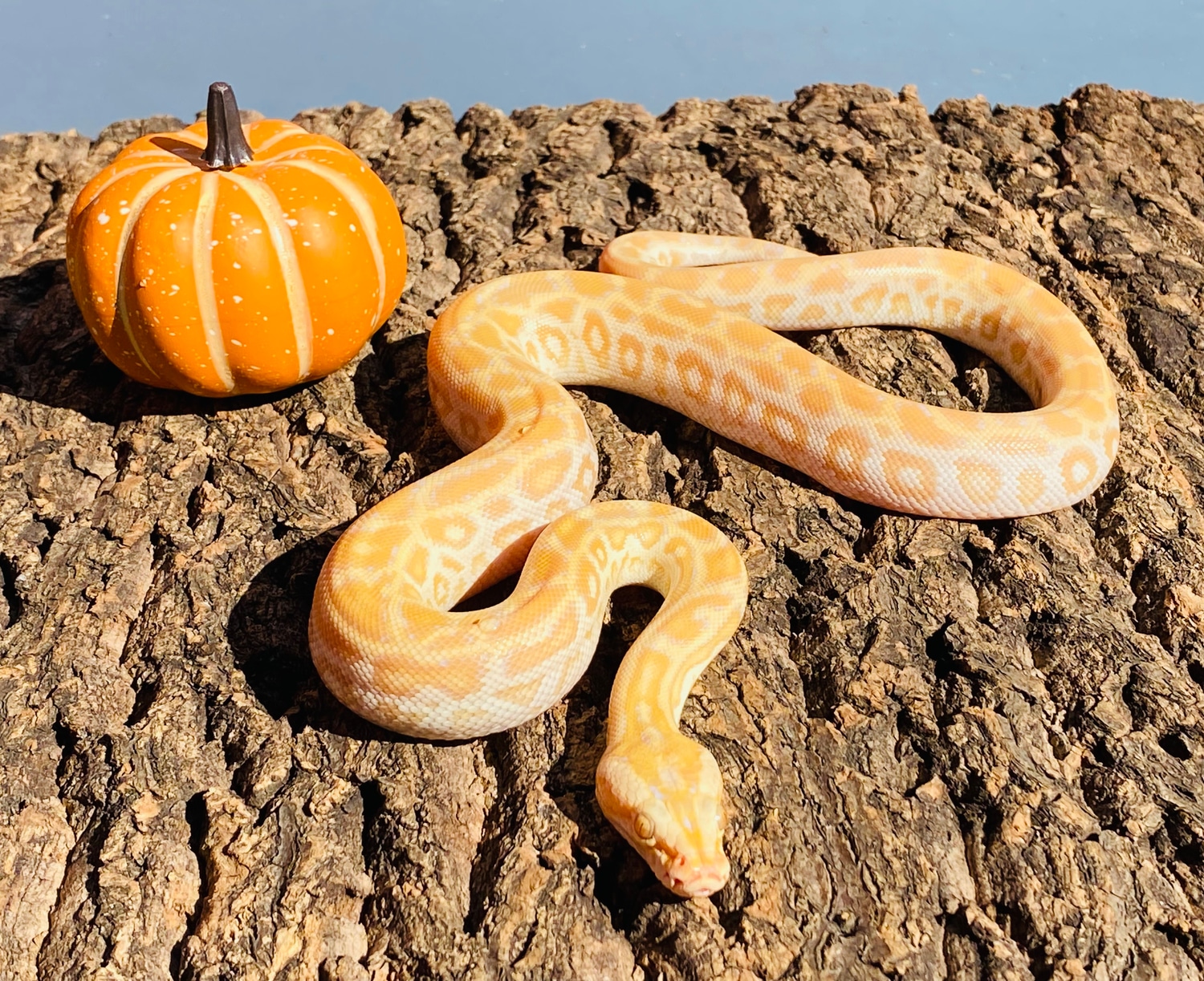 Pearl Burmese Python by Paul's Cool Scales - MorphMarket