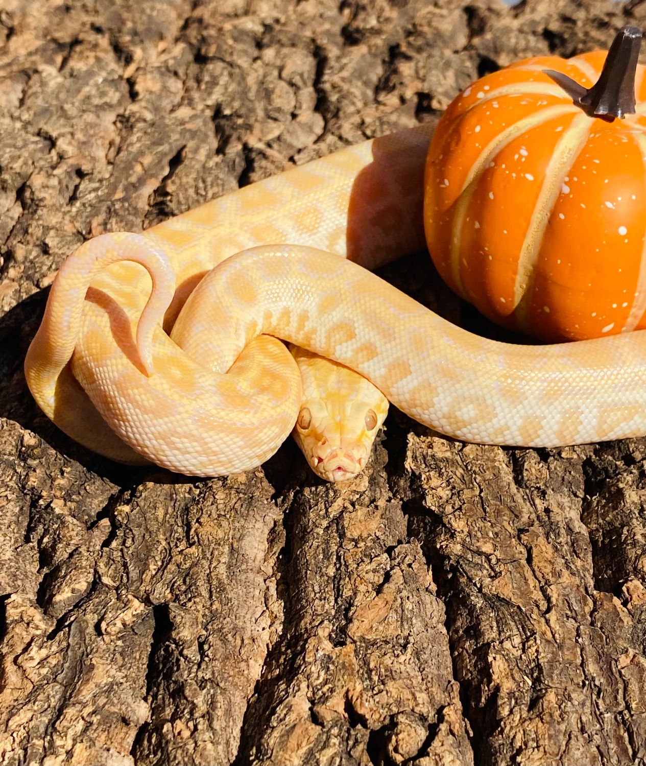 Pearl Burmese Python by Paul's Cool Scales - MorphMarket