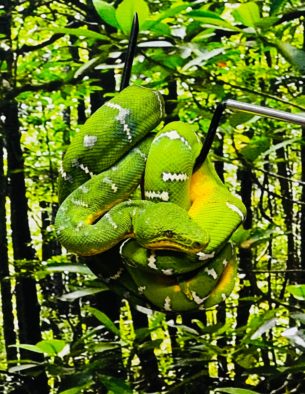 Emerald Tree Boa Northern Emerald Tree Boa by Paul's Cool Scales ...