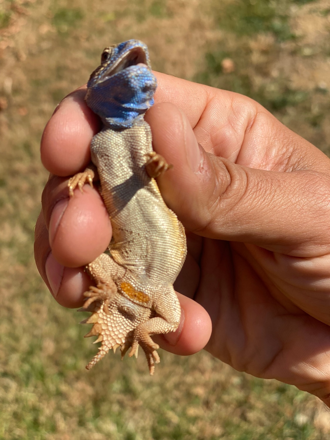 Shield Tail Agamas Pair More Lizard by Paul's Cool Scales - MorphMarket