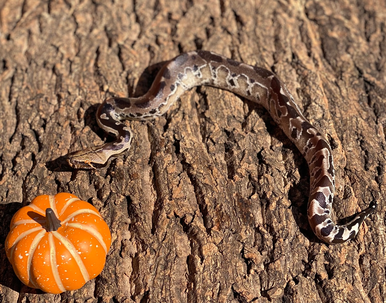 Black Friday Sumatran Short-tailed Python by Paul's Cool Scales ...