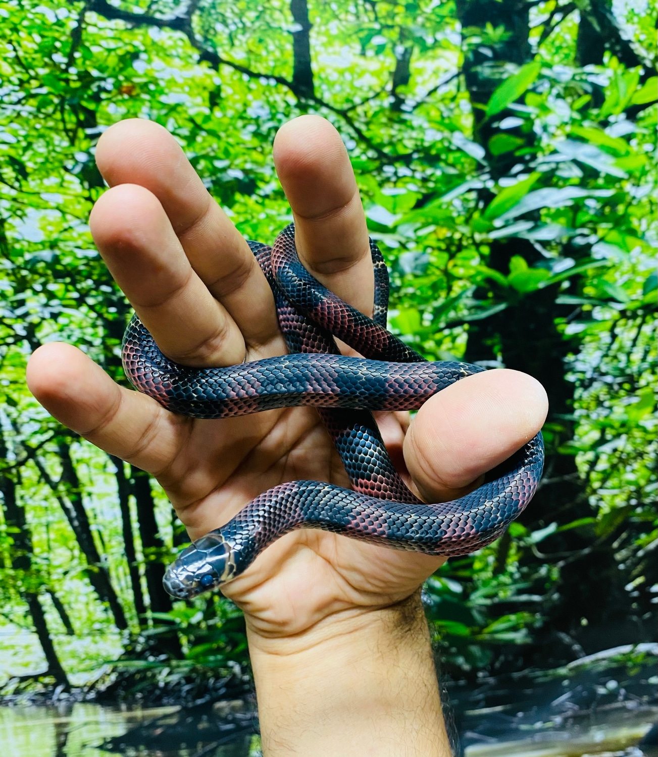 Black Milk Snake by Paul's Cool Scales - MorphMarket