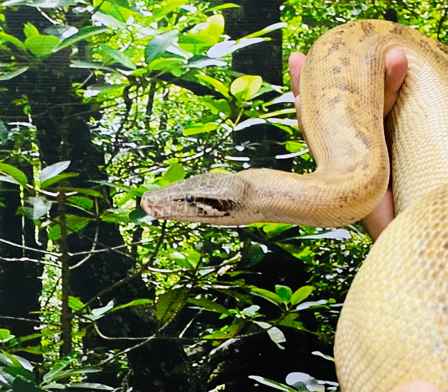 Ivory Blood Python by Paul's Cool Scales - MorphMarket