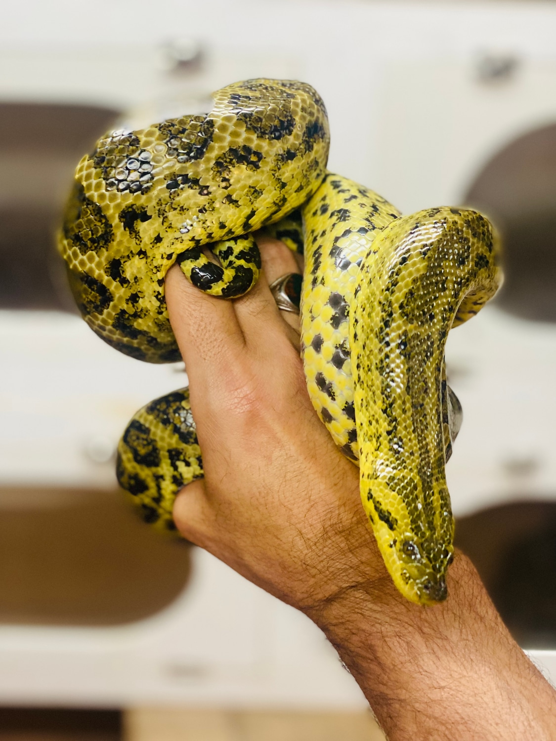 DOCILE High Yellow Anaconda by Paul's Cool Scales - MorphMarket